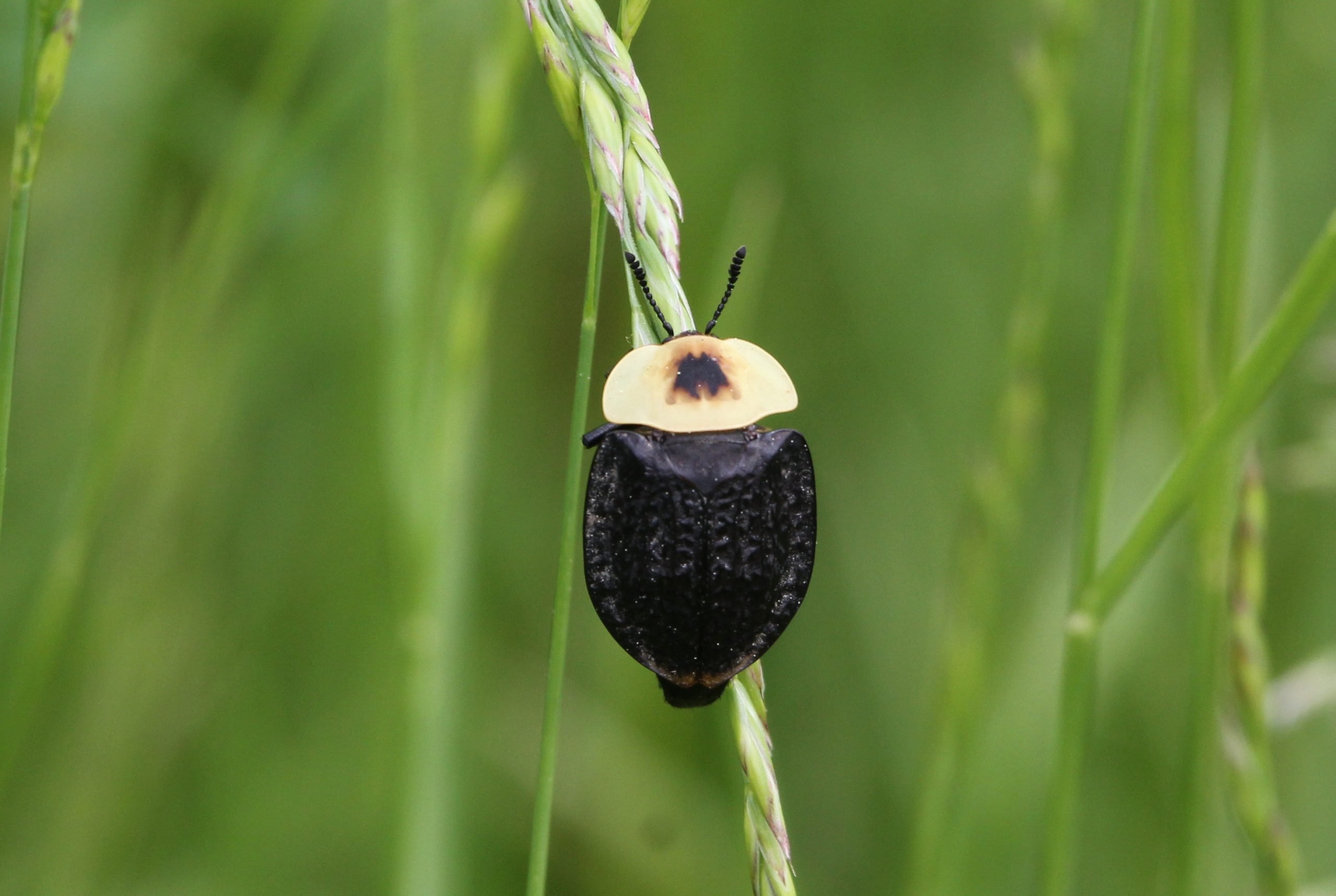 Arthur V. Evans - 90.5 WICN Public Radio