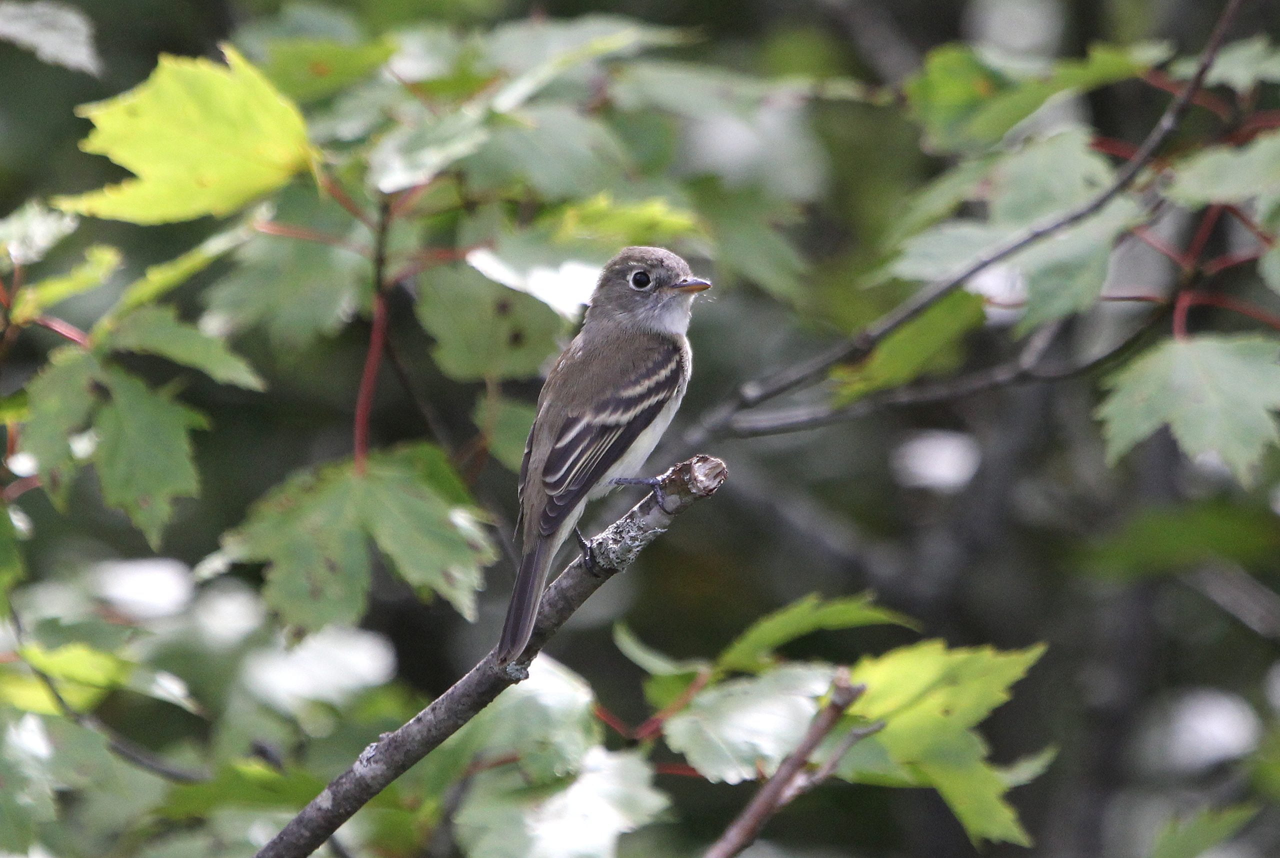 Cin-Ty Lee and Andrew Birch - 90.5 WICN Public Radio